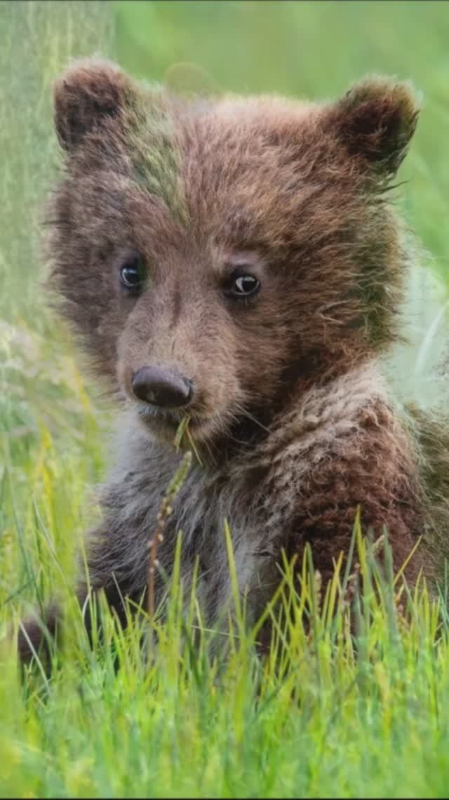 Милые мишечки...
