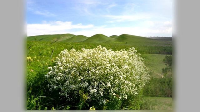 Видеогалерея «Люблю полей родную ширь»