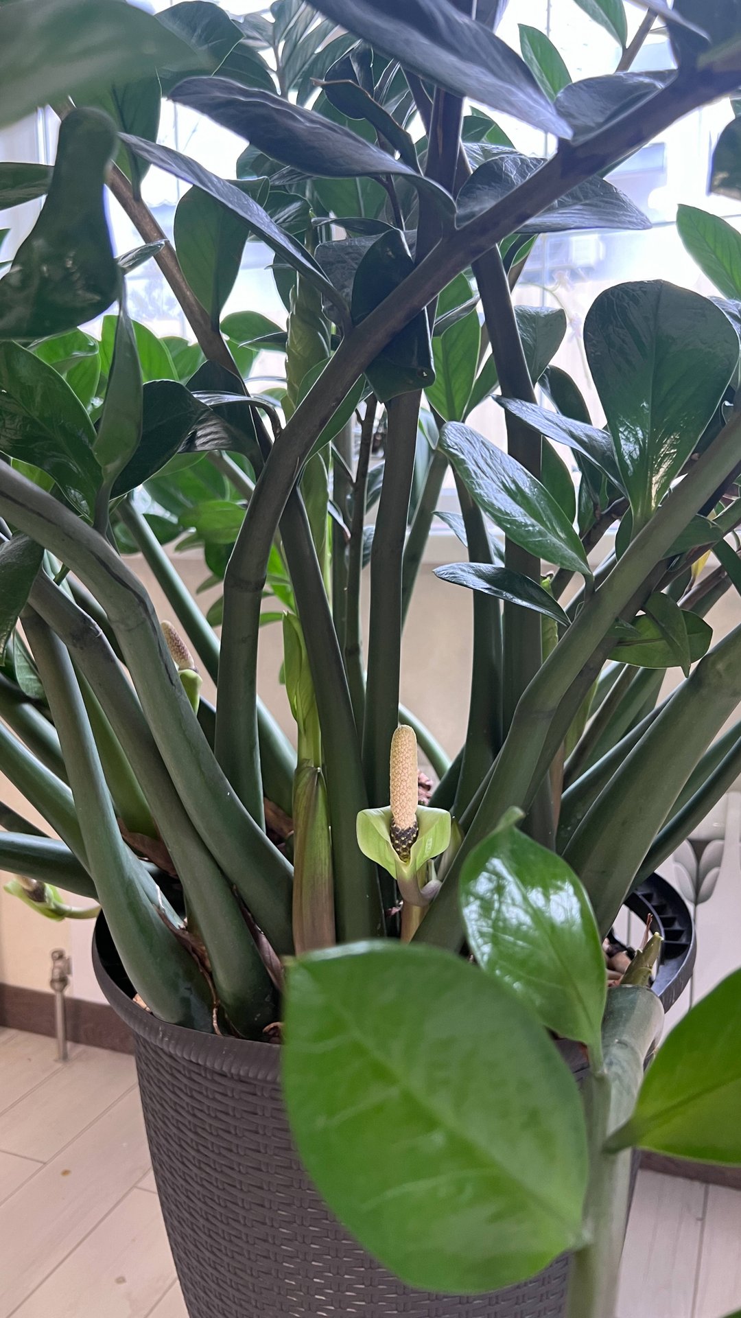 Замиокулькас - цветение