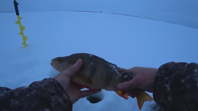 ВОТ ЭТО ОКУНЬ ПОПАЛСЯ !!!!