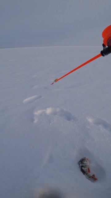 ВНИМАНИЕ! ПОЙМАЛ ТОЛЬКО ПОСЛЕ ЧЕТВЕРТОЙ ПОКЛЕВКИ! ВОЗВРАЩАЙТЕ БАЛАНСИР В ТОЧКУ АТАКИ!