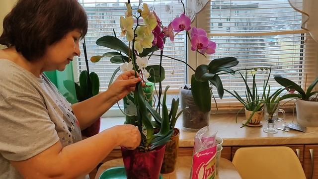 Способ пересадки орхидей самый лучший!