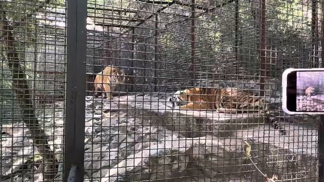 Ялта. Зоопарк «Сказка»