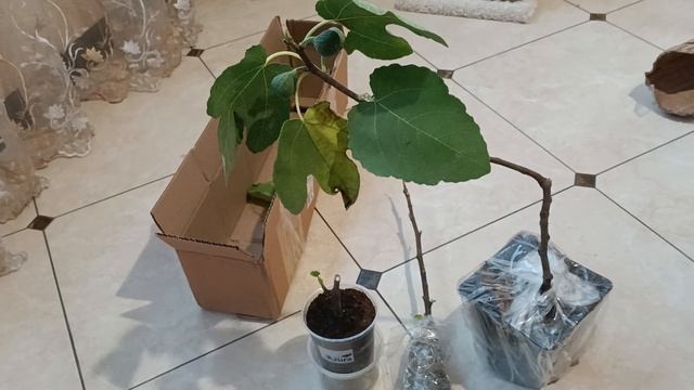 Живые растения с Валдбересс, распаковка, часть 2