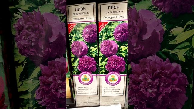 Пионы древовидные в Леруа Мерлен (Лемана Про) в феврале 2025 года.