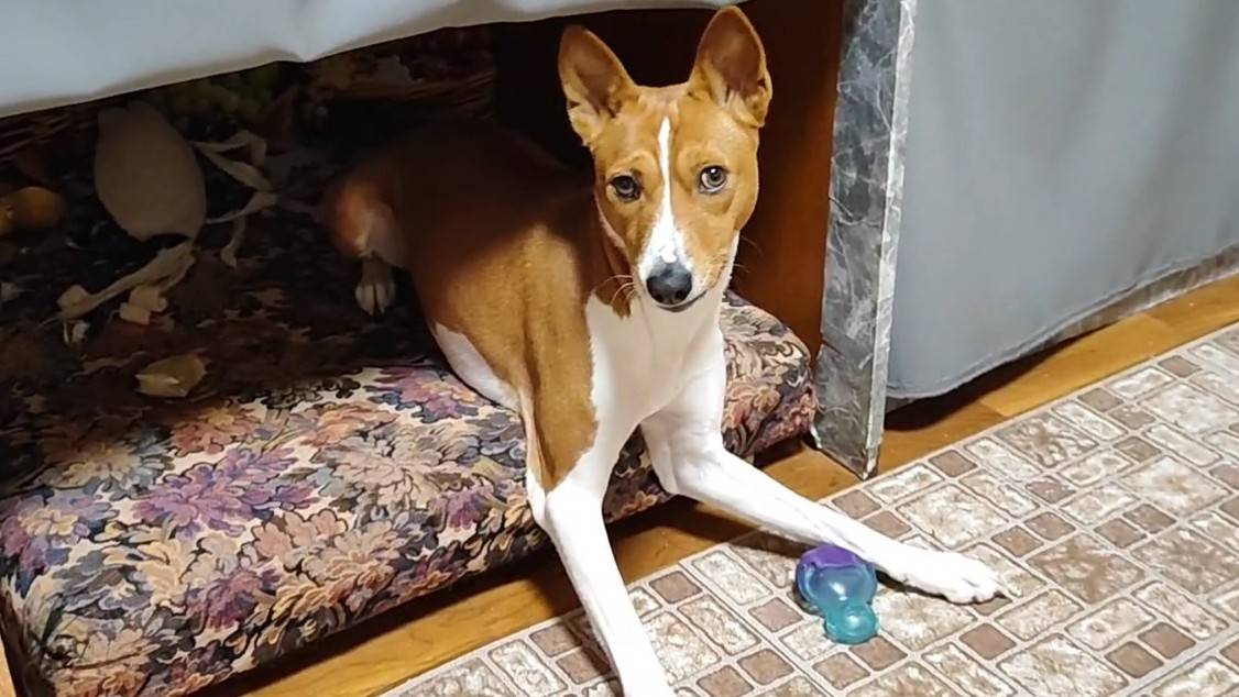 Сами вы странные. А я бесподобный! Лео и Фокс | Передержка собак Ростов