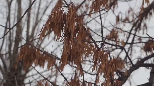 Тест объектива Гелиос 44-2: удобно даже для съемки видео