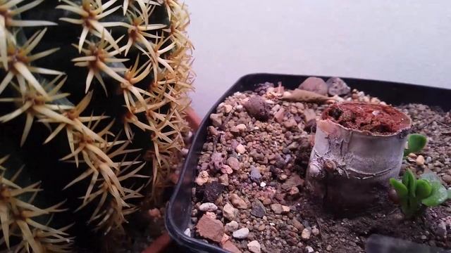 Старая крассула - перерождение