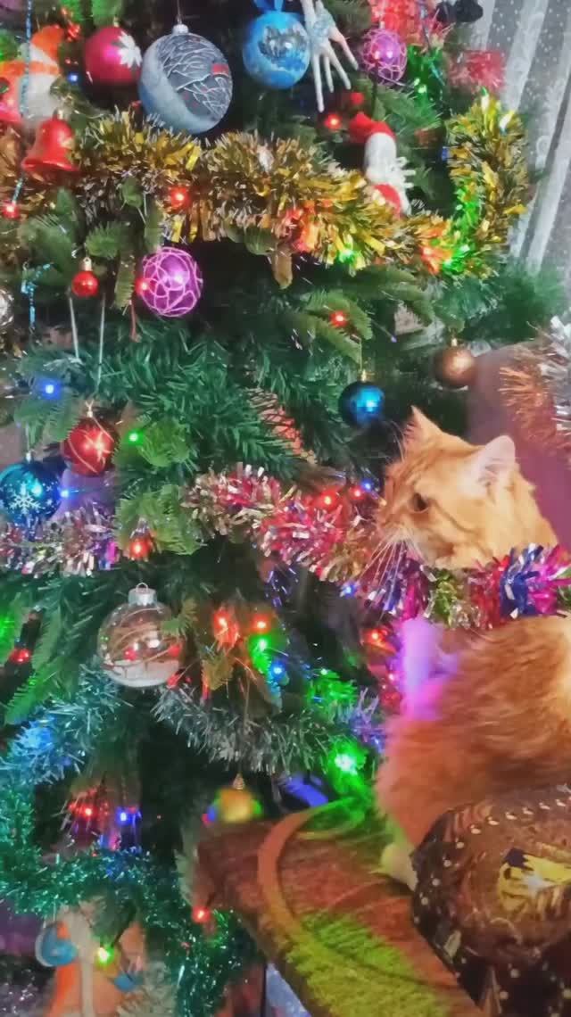 Это наш Персик