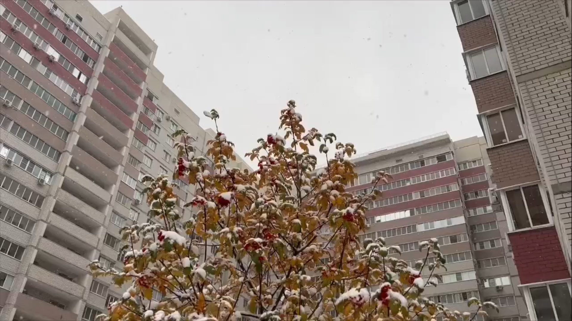 Амонгасики.
Ожидание Праздника