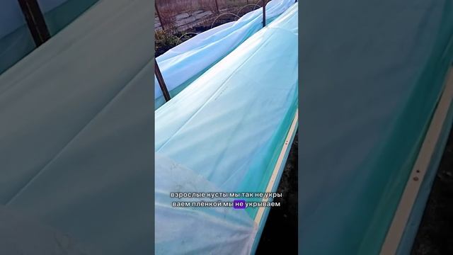 Как мы укрываем саженцы на зиму