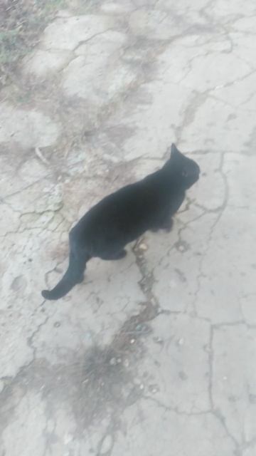 чёрная кошка VID_20250131_082537