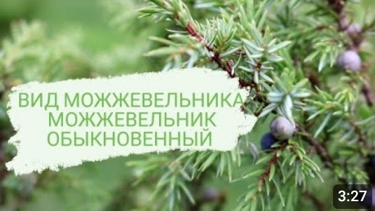 ВИД МОЖЖЕВЕЛЬНИКА- МОЖЖЕВЕЛЬНИК ОБЫКНОВЕННЫЙ🌲🌲🌲