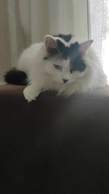 The cat from another world / кот инопланетянин