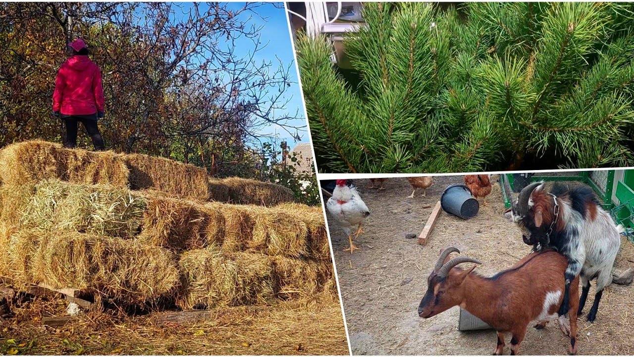 🤦_♀️ОБЛАЖАЛАСЬ с СЕНОМ😭. Работы  НЕПОЧАТЫЙ КРАЙ 🤯. Нужно ВСЕ САДИТЬ 😀