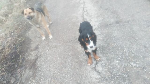 Щенячий патруль. Призовые собаки на международной выставке в Ганновере