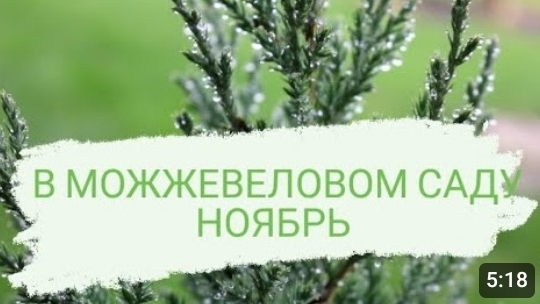 В МОЖЖЕВЕЛОВОМ САДУ НОЯБРЬ🌲8.11.2022 г.