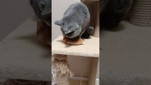 Мои пушистые друзья: #кошка ,#собака,#хомяк