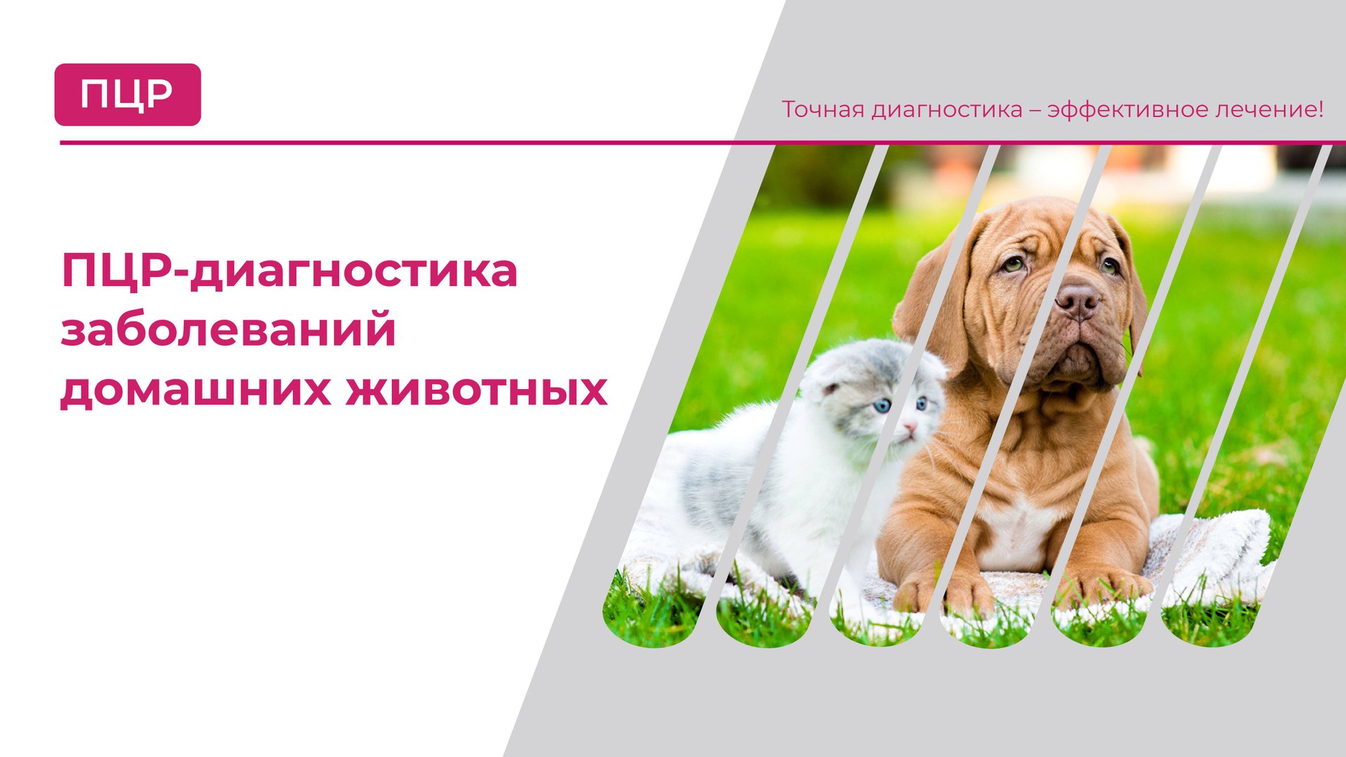 ПЦР-диагностика заболеваний домашних животных