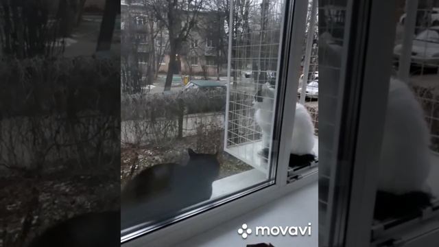 Angry Cats go mad, thriller /Кошки-охранники #cat #catvideos #funny