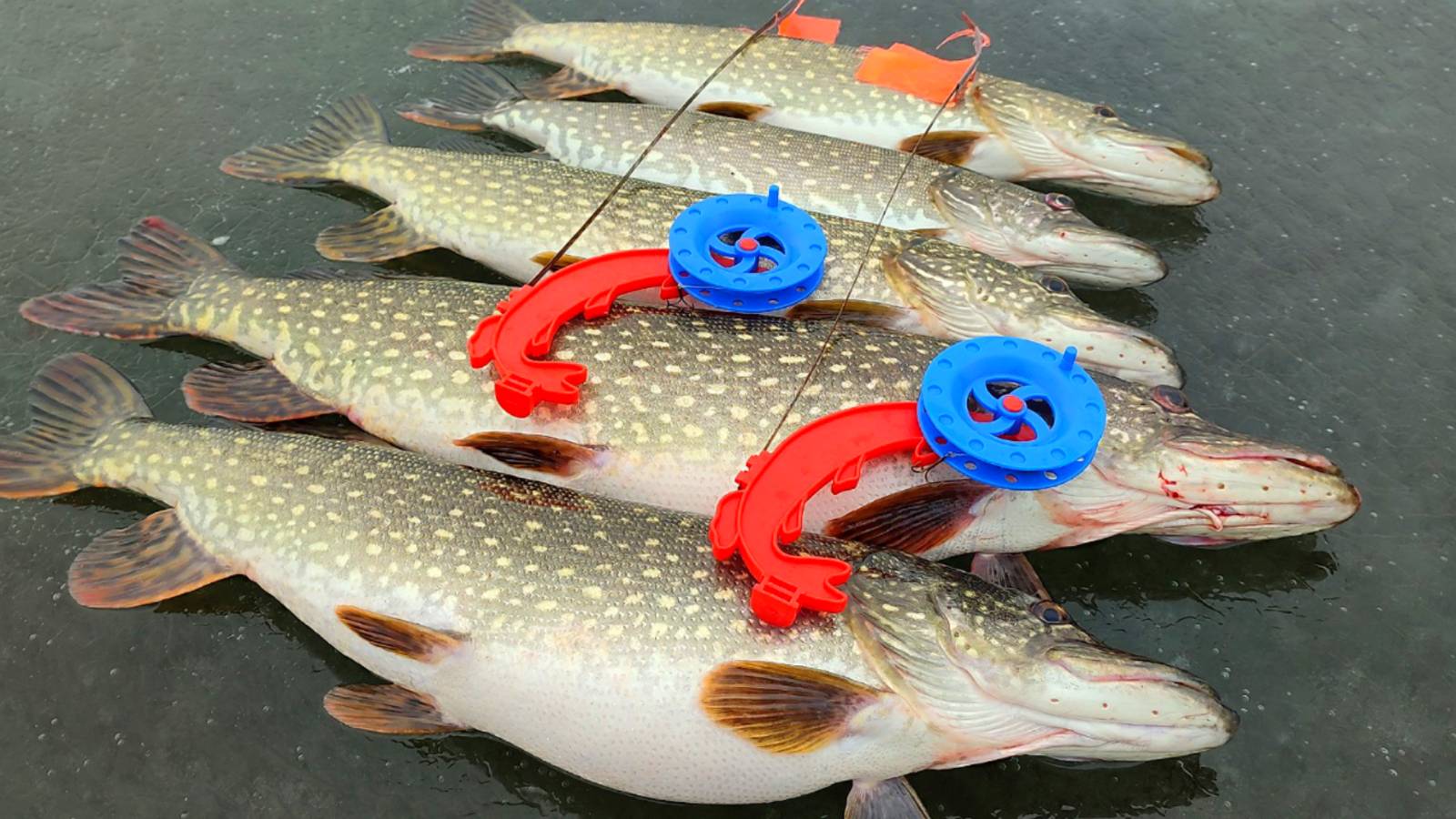 Расставили ЖЕРЛИЦЫ и началось! Флаги взлетают. Зимняя рыбалка2025