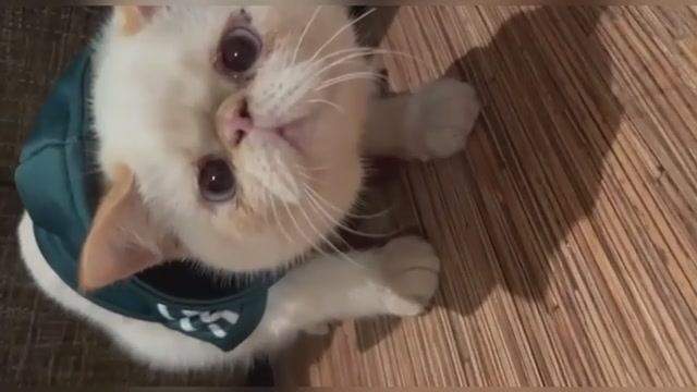 Кот - спортсмен .