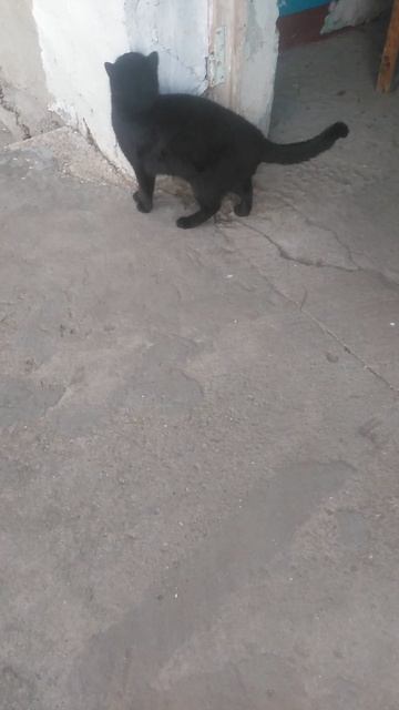 чёрная кошка VID_20250131_082445