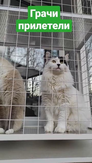 Cats are watching birds