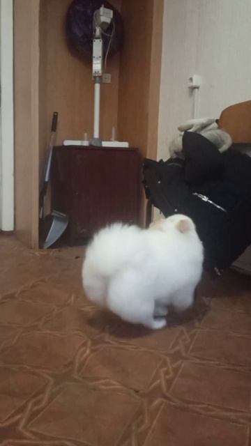 Шпиц Барни подстригся! Зоосалон "Eteluin" г. Краснодон.