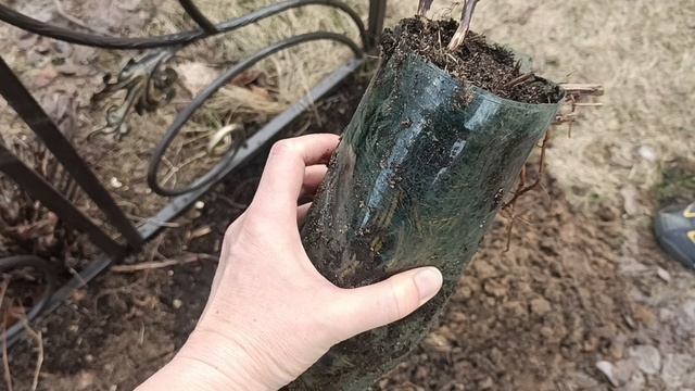 Размножение клематисов отводками, показываю результат укоренения