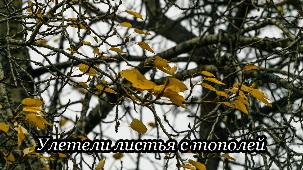 Улетели листья с тополей