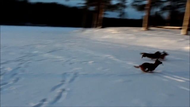 Зимние таксячьи забавы