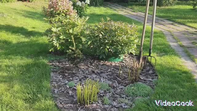 3. Пионы, деление ранне и средне цветущих. Сад 2024