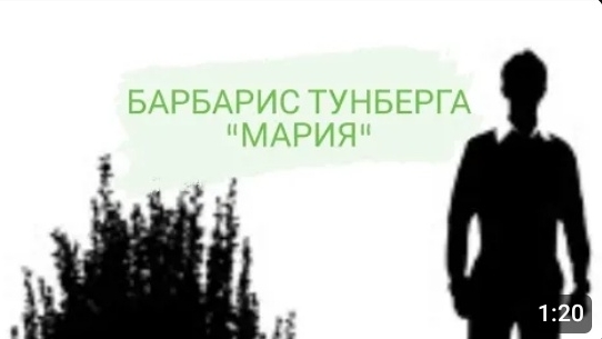 БАРБАРИС ТУНБЕРГА "МАРИЯ"