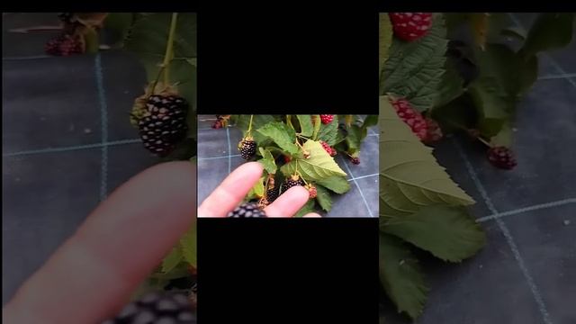 Натчез. Мечта любого садовода