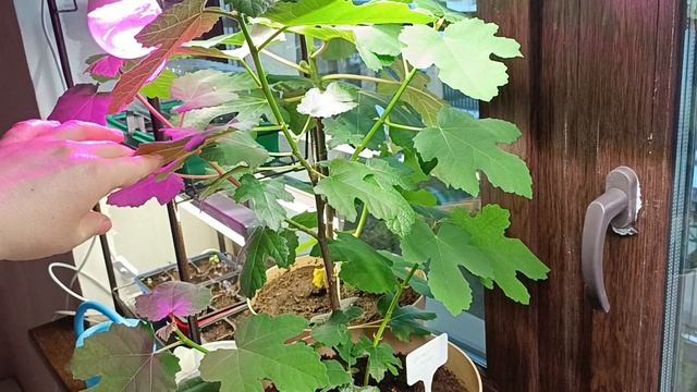 Инжир на подоконнике, долгожданные фиги