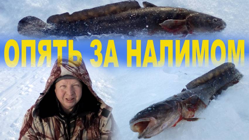 Опять за налимом.