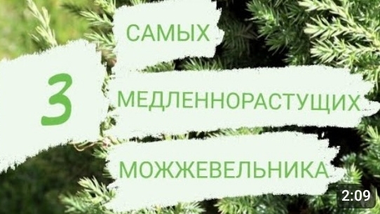 3 САМЫХ МЕДЛЕННОРАСТУЩИХ МОЖЖЕВЕЛЬНИКА В МОЖЖЕВЕЛОВОМ САДУ🌲 ОСЕНЬ 2022ГОДА.