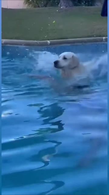 Щенок невероятно милый.