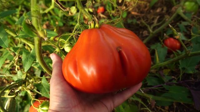 Где купить семена. Интернет магазин или коллекционеры