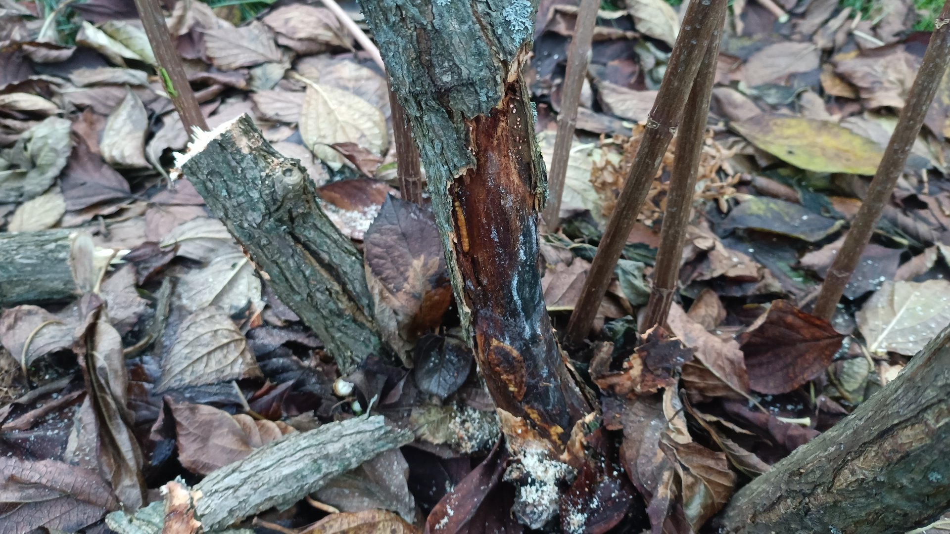 Метельчатые гортензии, проблемы старых ветвей