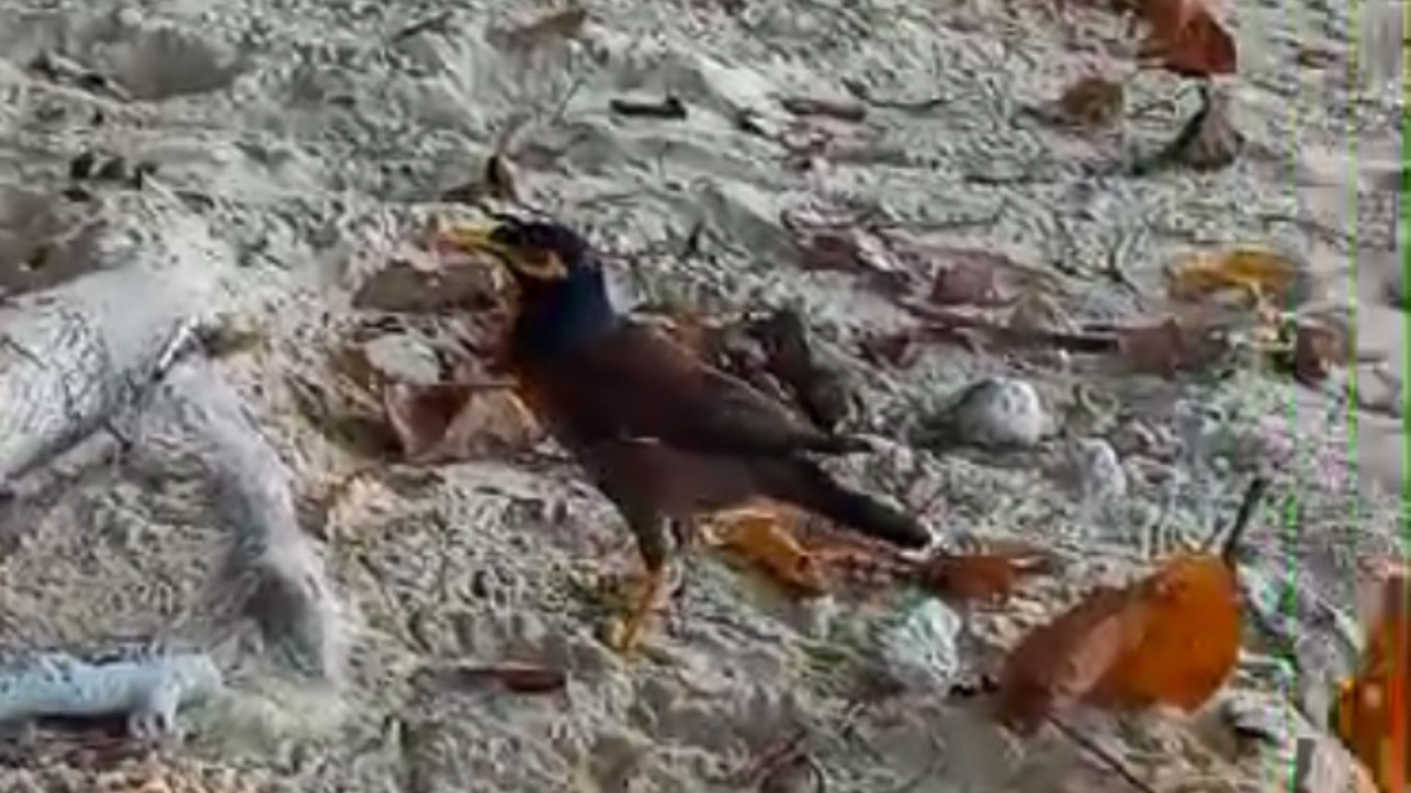 Краби. Скворцы на пляже