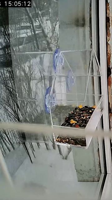 My Cat attacs a bird from inside