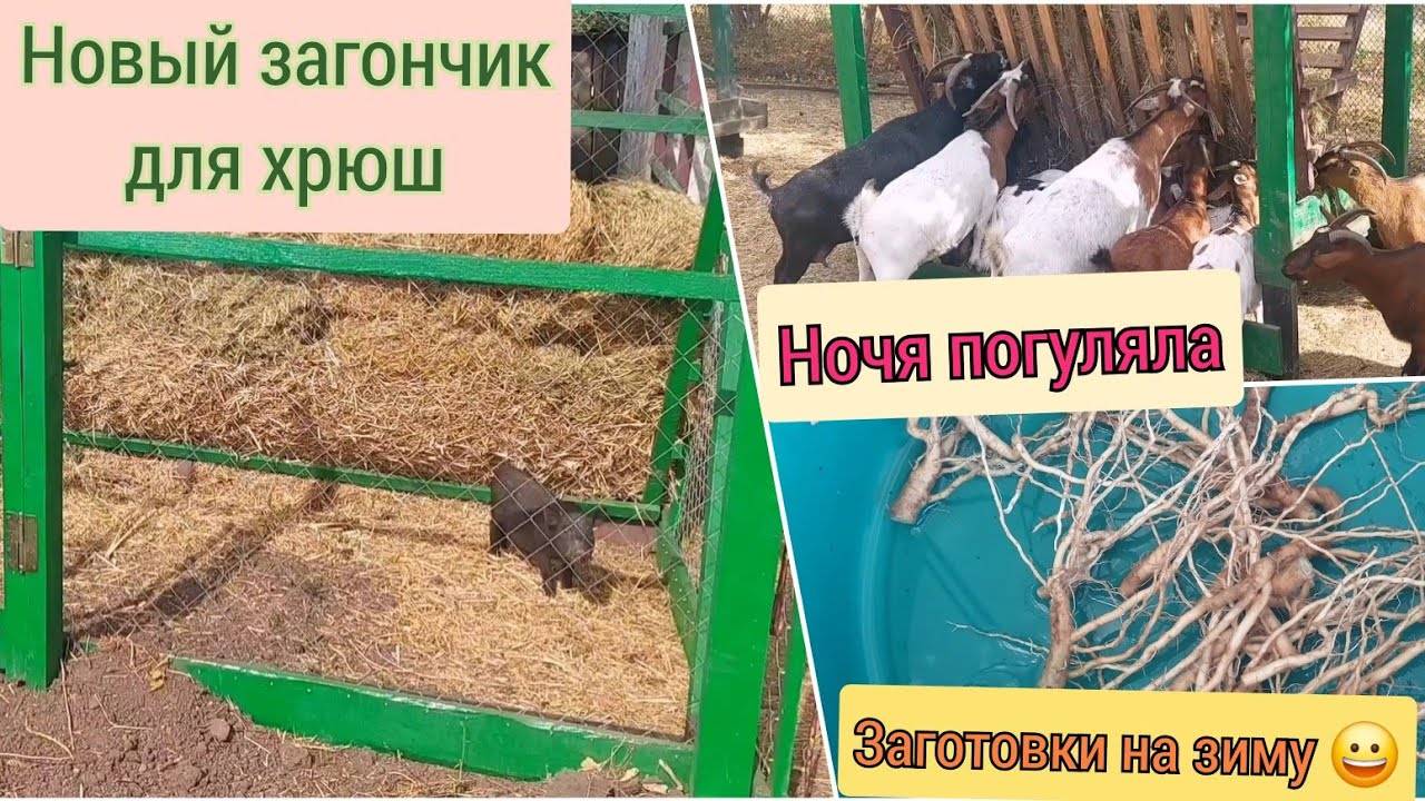 Первая 💞 ОХОТА после ОКОЗА у камерунских 🐐 коз - КОГДА_