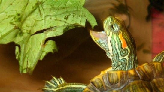 красноухая черепаха ест капусту