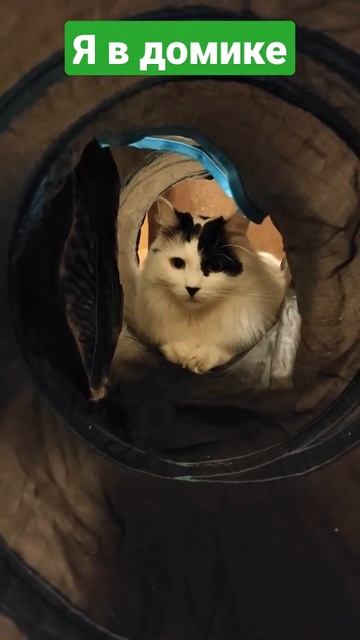 Playing with my cat