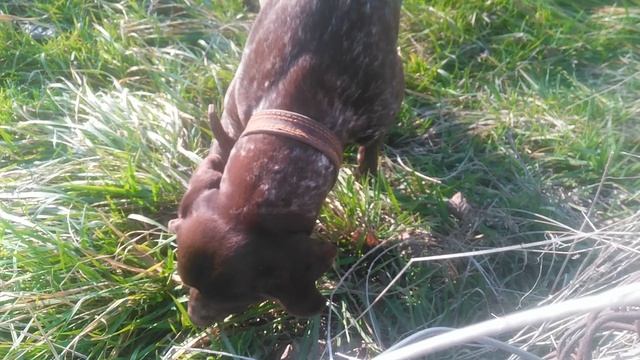 Животные, которые едят траву, называются травоядными или растительноядными.