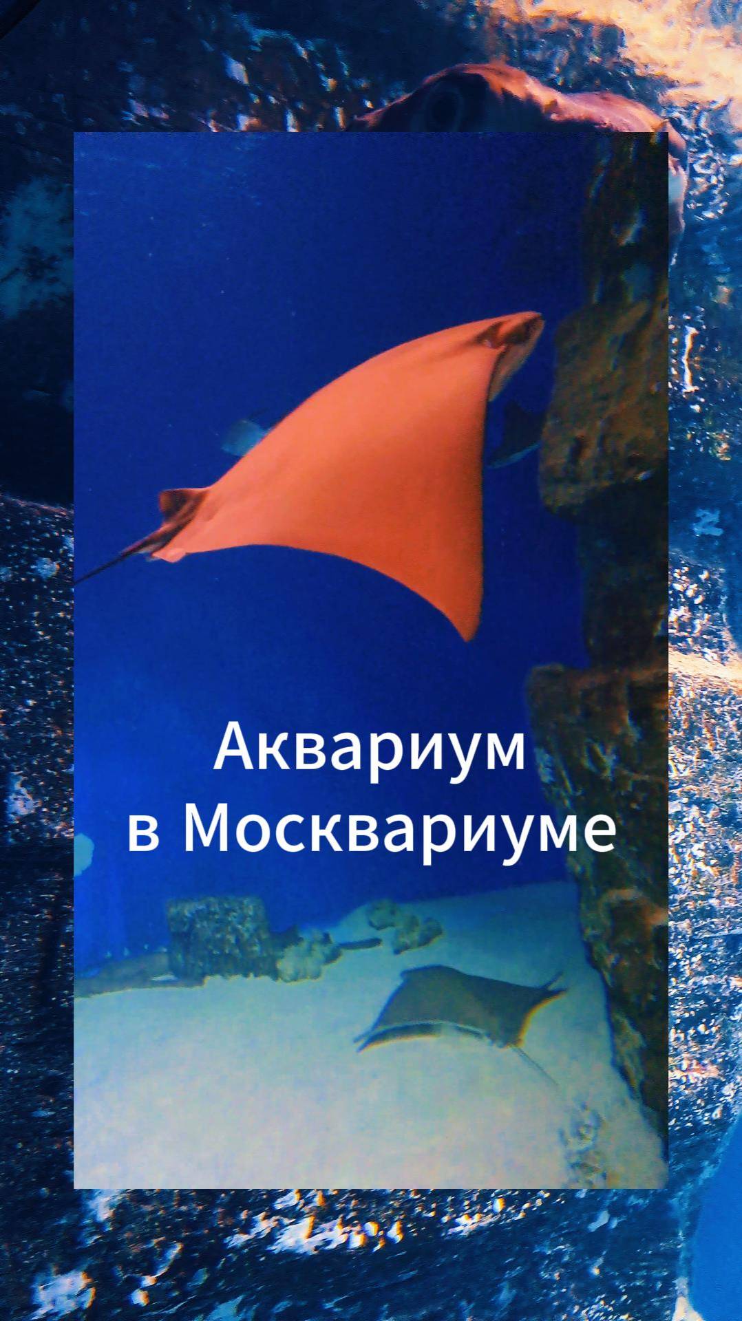 Аквариум в Москвариуме. ВДНХ, Москва