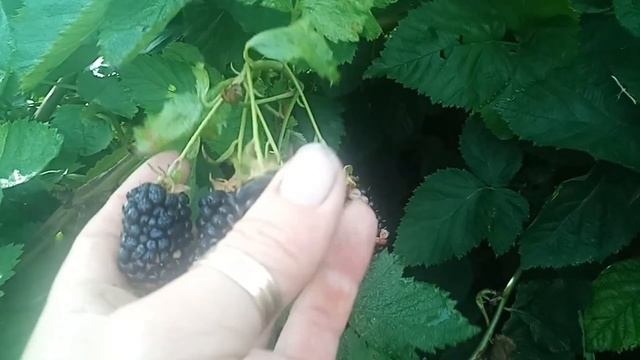 Натчез. Мой фаворит среди сортов ежевики.