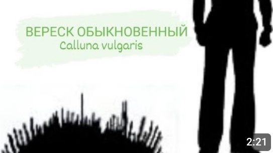 ВЕРЕСК ОБЫКНОВЕННЫЙ (Calluna vulgaris)